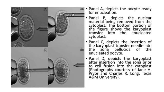 Transgenesis in animals | PPTX | Biological Sciences | Science