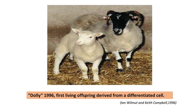 Transgenesis in animals | PPTX | Biological Sciences | Science