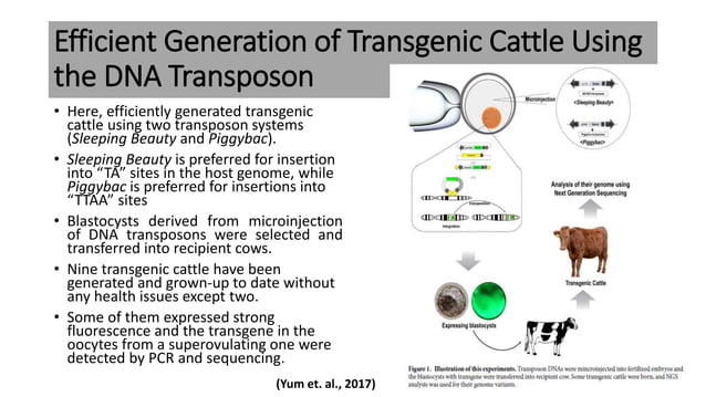 Transgenesis in animals | PPTX | Biological Sciences | Science