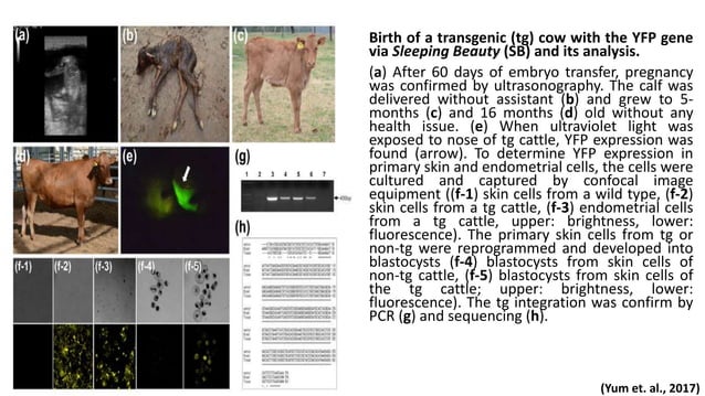 Transgenesis in animals | PPTX | Biological Sciences | Science