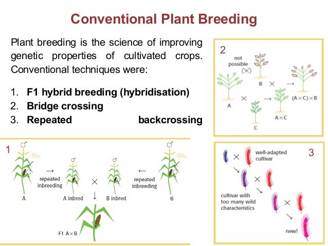 Transgenesis, Intragenesis and Cisgenesis: A Brief Review