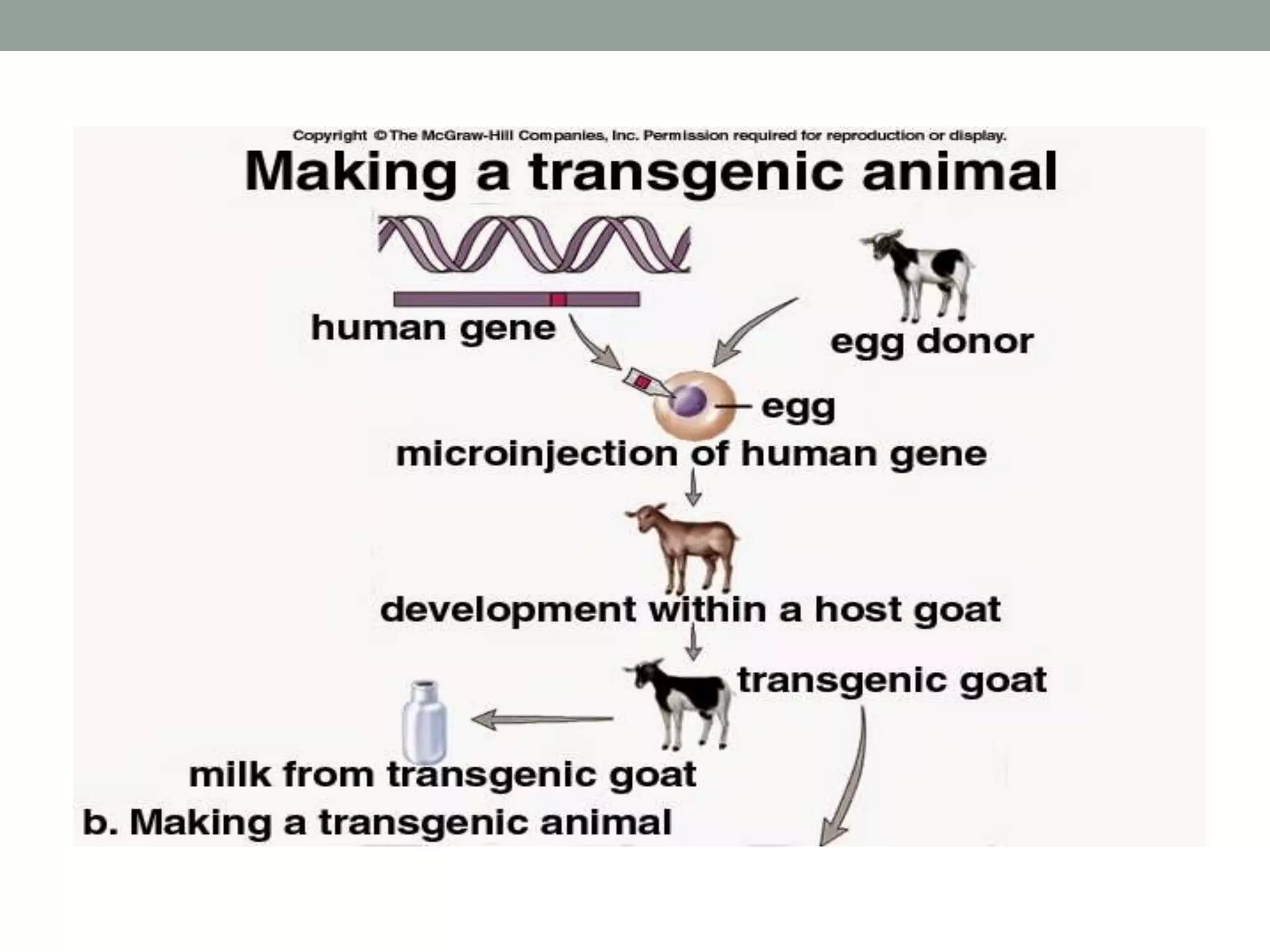 Transgenesis methods and applications | PPTX