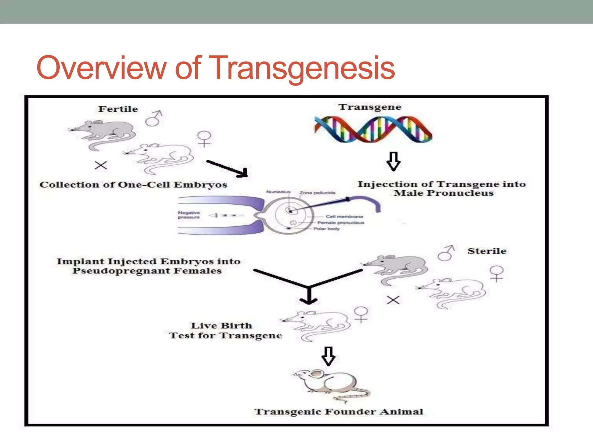 Transgenesis methods and applications | PPTX