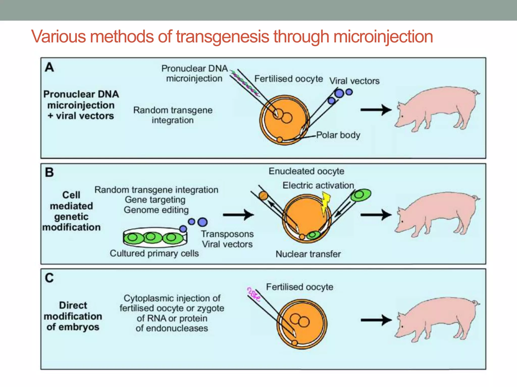 Transgenesis methods and applications | PPTX