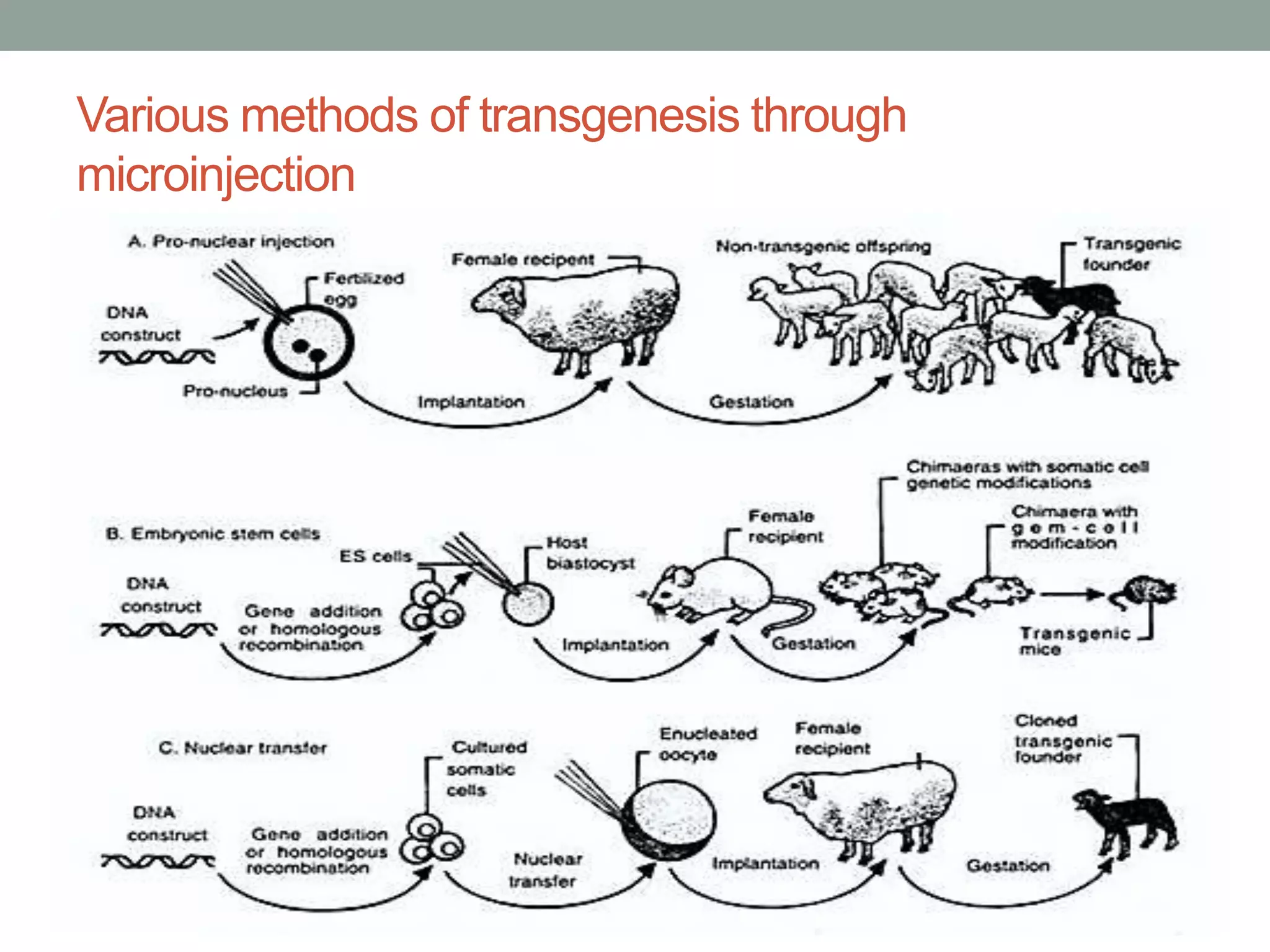 Transgenesis methods and applications | PPTX