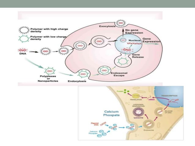 Transgenesis methods and applications | PPTX | Biological Sciences ...