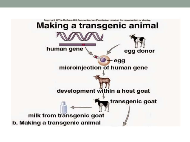 Transgenesis methods and applications | PPTX | Biological Sciences | Science