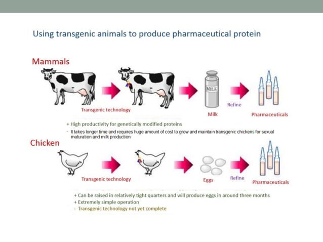 Transgenesis methods and applications | PPTX | Biological Sciences ...
