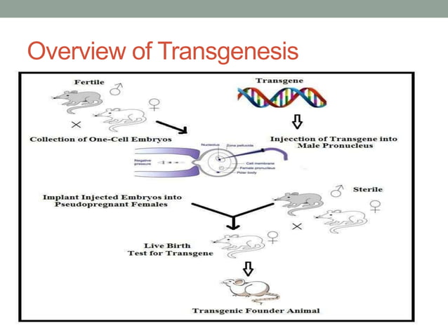 Transgenesis methods and applications | PPTX | Biological Sciences ...