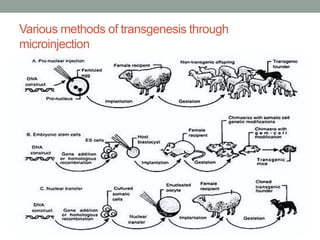 Transgenesis methods and applications | PPTX