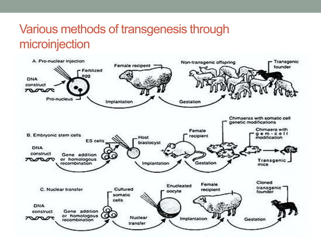 Transgenesis methods and applications | PPTX | Biological Sciences ...