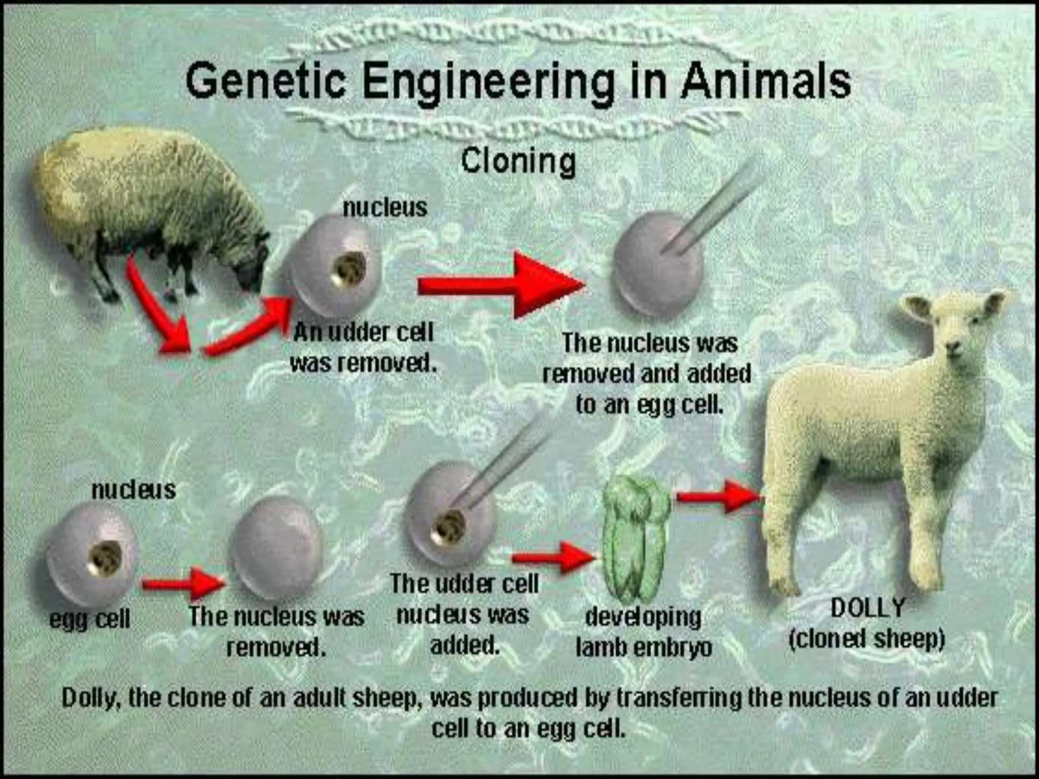 Transgenic animals which is genetically modified | PPT