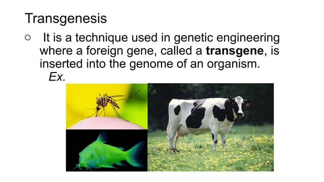 TRANSGENIC-ANIMALS.ppt vector mediated . | PPT