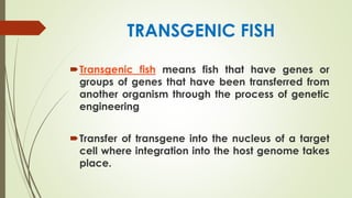 transgenic-fish (1).pdf uses and application | PDF