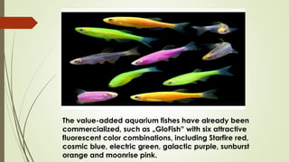 transgenic-fish (1).pdf uses and application | PDF