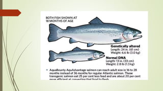 transgenic-fish (1).pdf uses and application | PPT