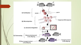 transgenic-fish (1).pdf uses and application | PPT
