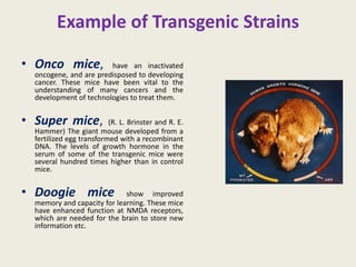 Transgenic mice | PPTX