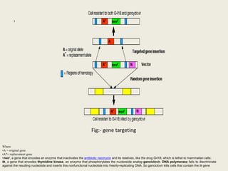 Transgenic mice | PPTX