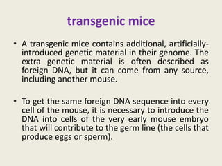 Transgenic mice | PPTX