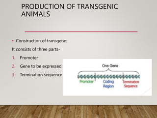Transgenic-pigs- trilok.pptx