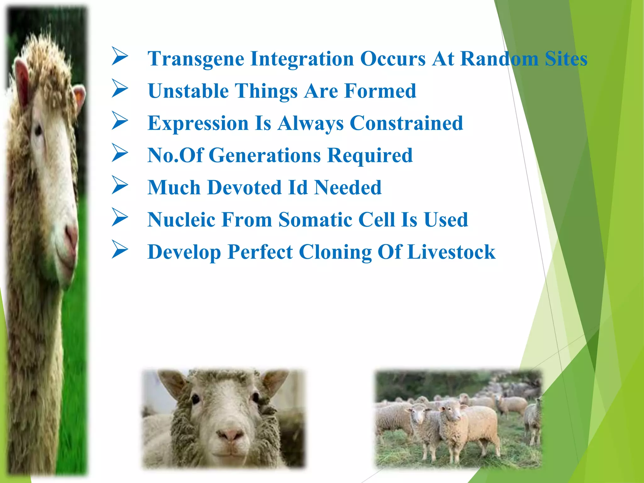 transgenic-sheep-.pptx