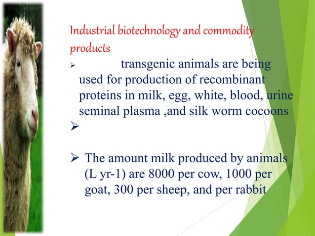 transgenic-sheep-.pptx | Biological Sciences | Science