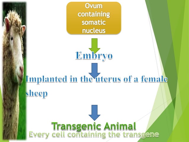 transgenic-sheep-.pptx | Biological Sciences | Science