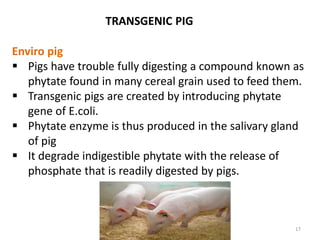 Transgenic Animals.pptx