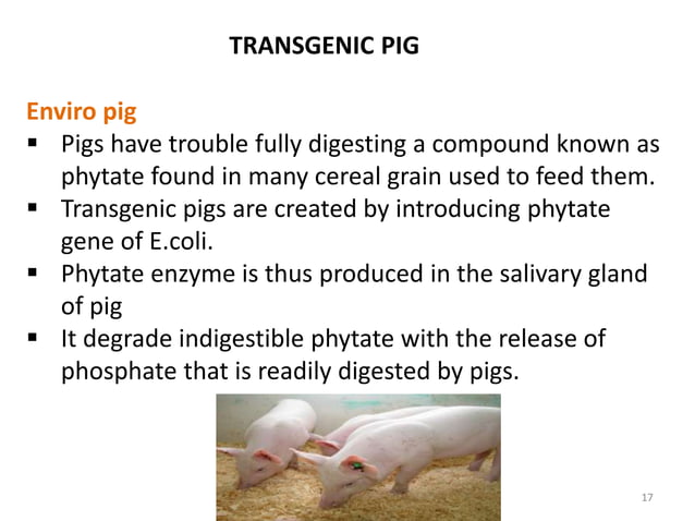 Transgenic Animals.pptx | Reproductive Health | Diseases and Conditions
