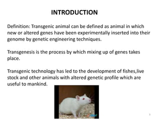 Transgenic Animals.pptx