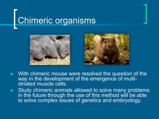 Transgenic and chimeric organisms (GMO) | PPSX