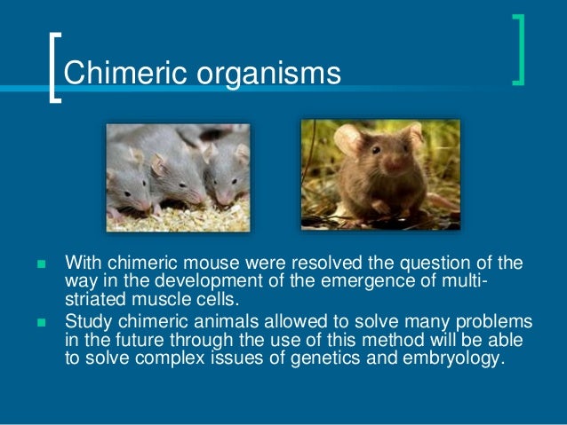 Transgenic and chimeric organisms (GMO)
