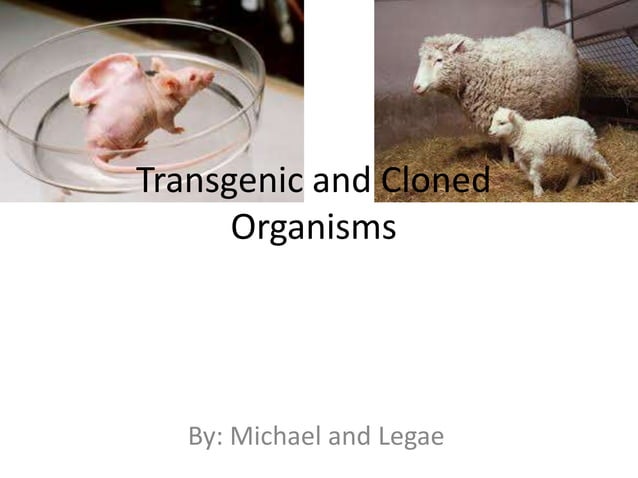 Transgenic and cloned organisms | PPTX