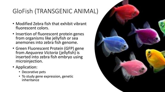 TRANSGENIC AND GENOME EDITED ANIMALS,.pptx | Genetics | Science