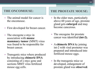 Transgenic and knockout mice | PPTX