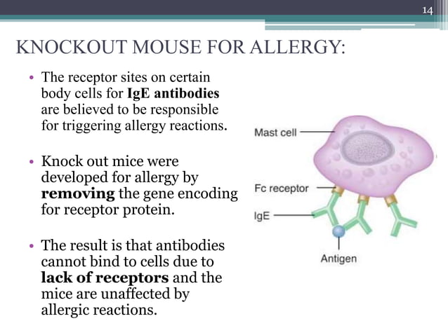 Transgenic and knockout mice | PPTX