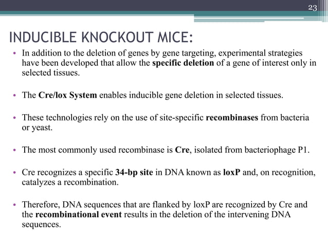 Transgenic and knockout mice | PPTX