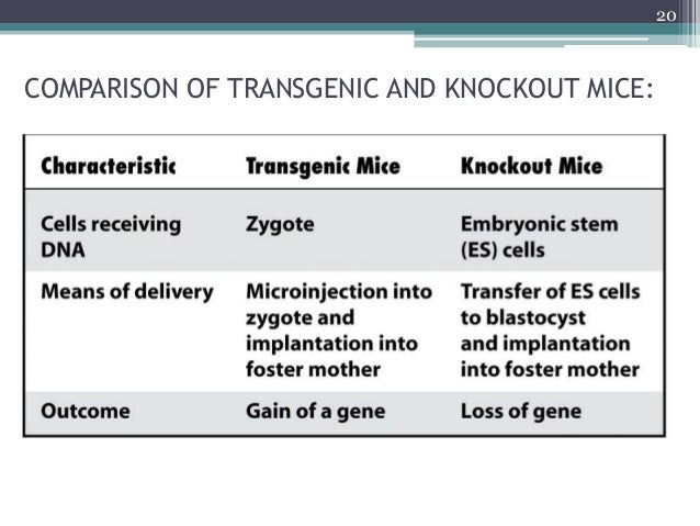 Transgenic and knockout mice