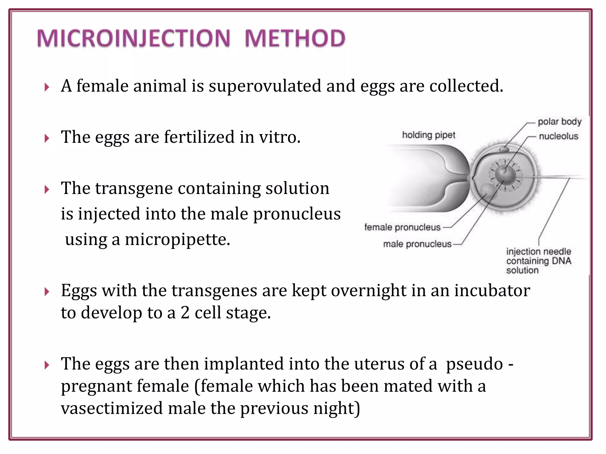 Transgenic animals | PPTX