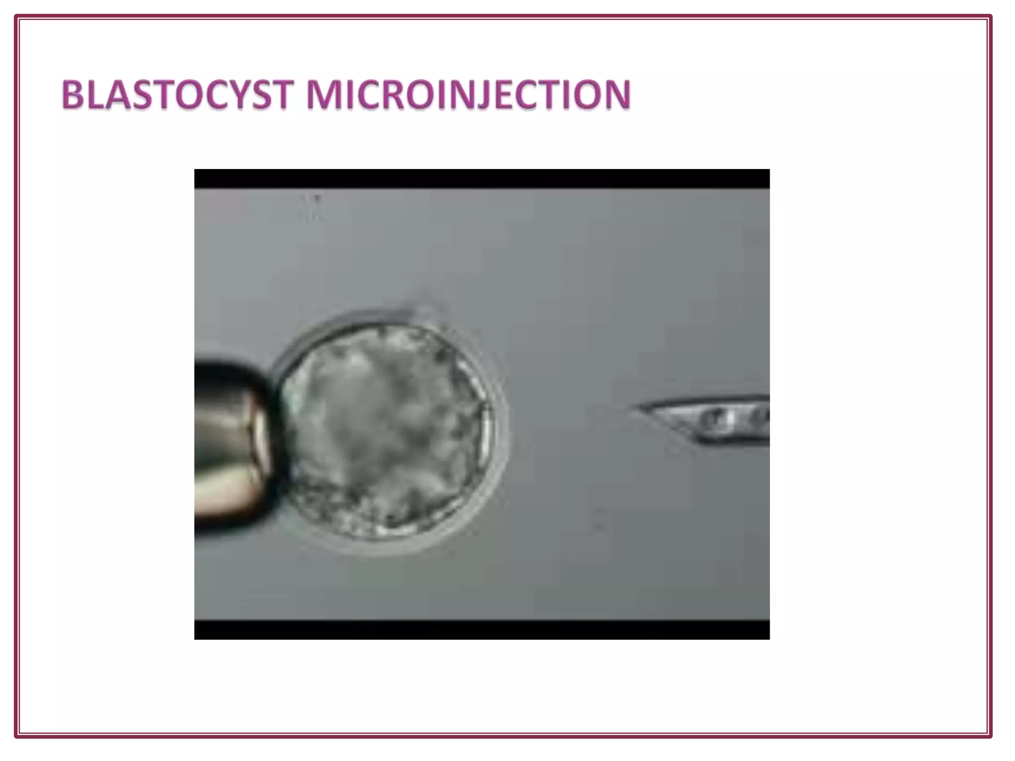 Transgenic animals | PPTX