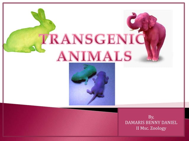 Transgenic animals | PPTX | Genetics | Science