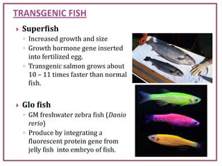 Transgenic animals | PPTX