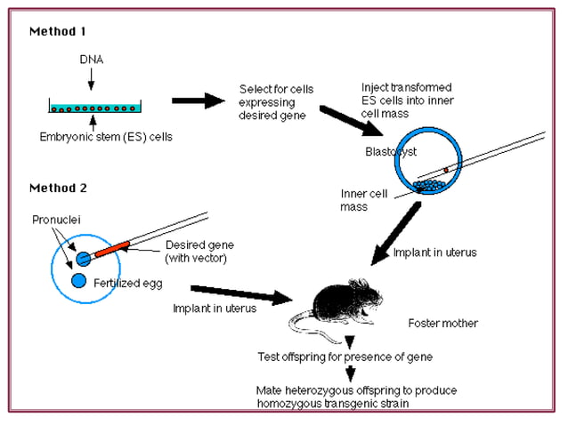 Transgenic animals | PPTX | Genetics | Science