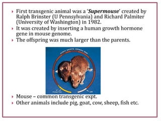 Transgenic Animals Mice