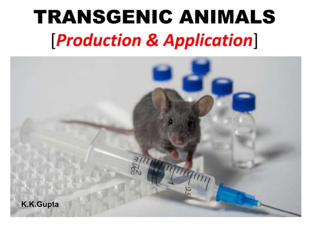 Transgenic animal production and its application | PPT | Genetics | Science