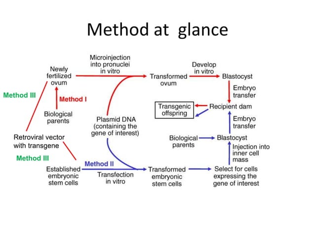 Transgenic animal production and its application | PPT | Genetics | Science