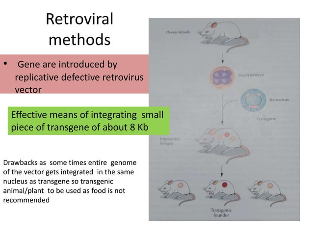 Transgenic animal production and its application | PPT | Genetics | Science