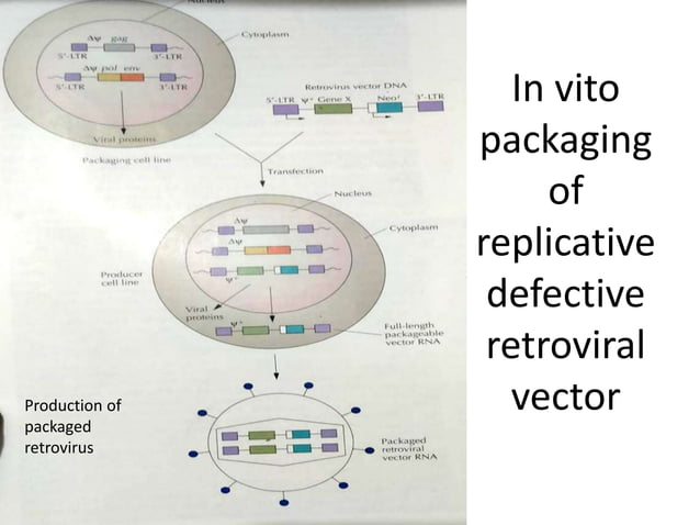 Transgenic animal production and its application | PPT | Genetics | Science
