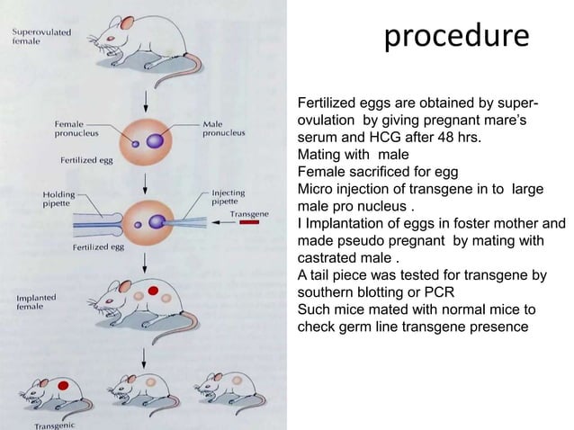 Transgenic animal production and its application | PPT | Genetics | Science